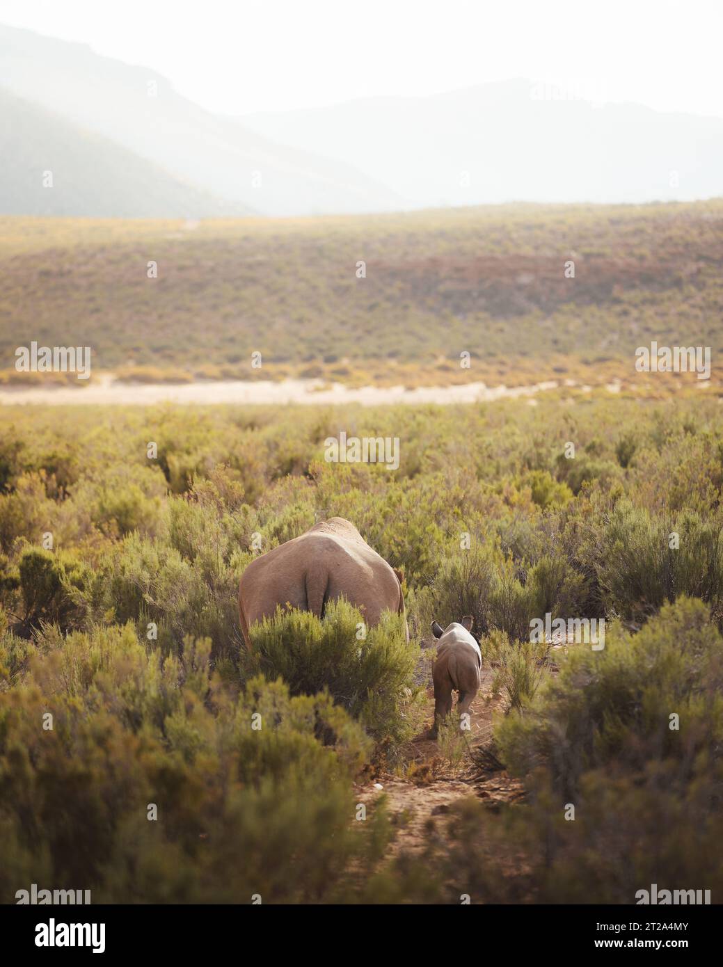 A wild mother rhinoceros walking alongside her baby rhinoceros child in ...