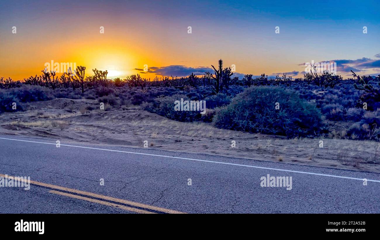 Sunset among the typical vegetation of the Mojave Desert, which is the ...