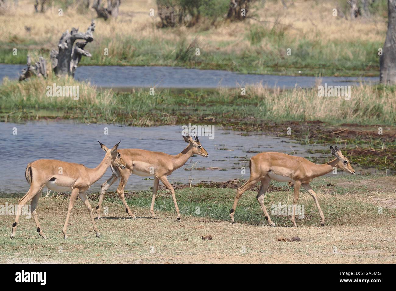 Impala, the main herbivore prey of so many carnivores in Africa Stock ...