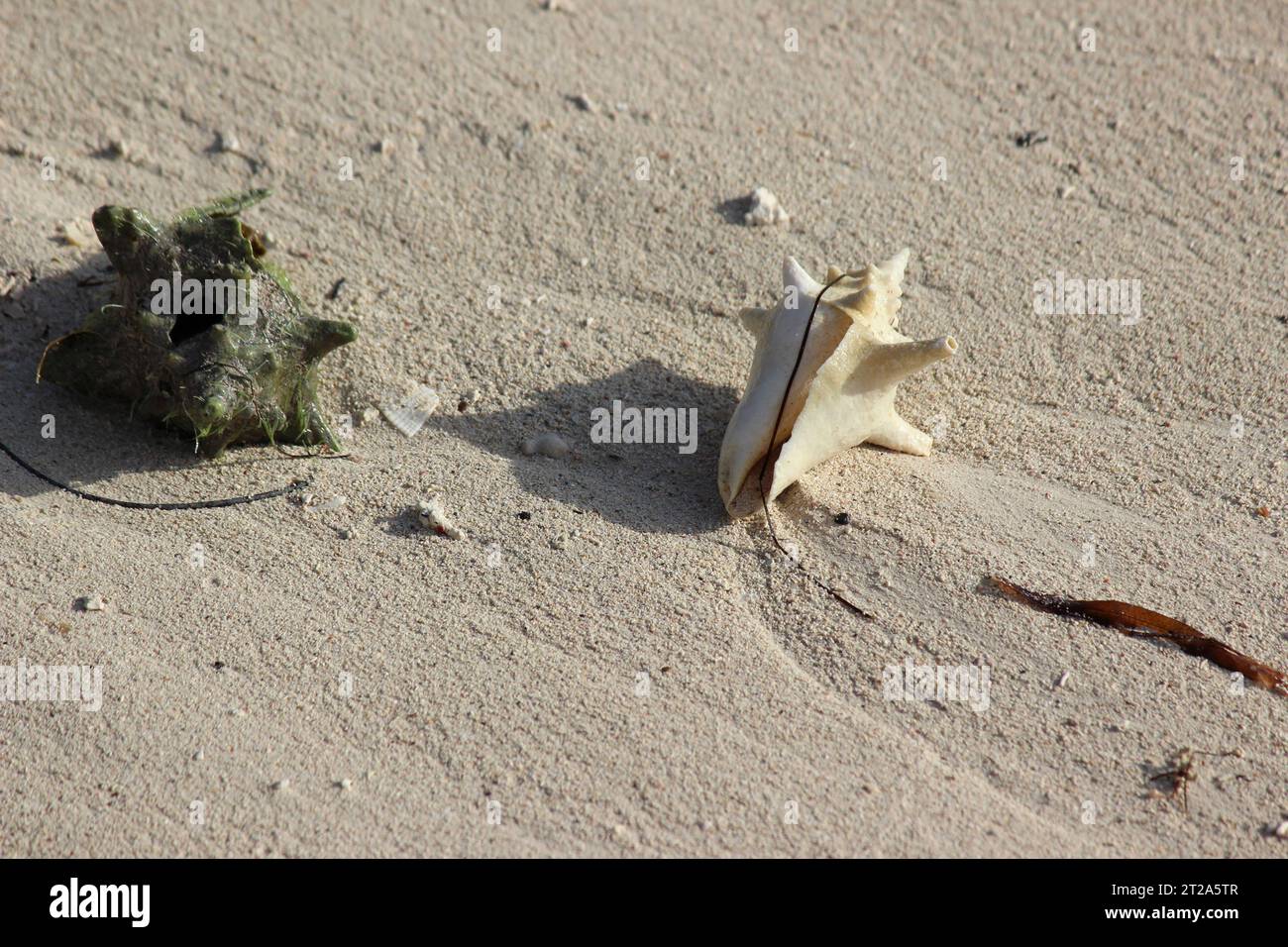 Empty Sea Shells, Seashells Or Shells From An Animal At The Beach Sea ...