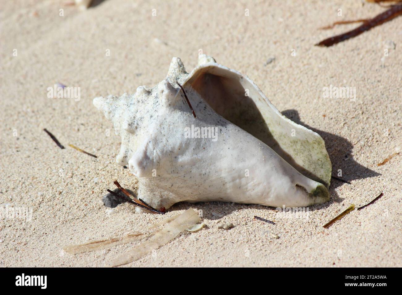 Empty Sea Shells, Seashells Or Shells From An Animal At The Beach Sea ...
