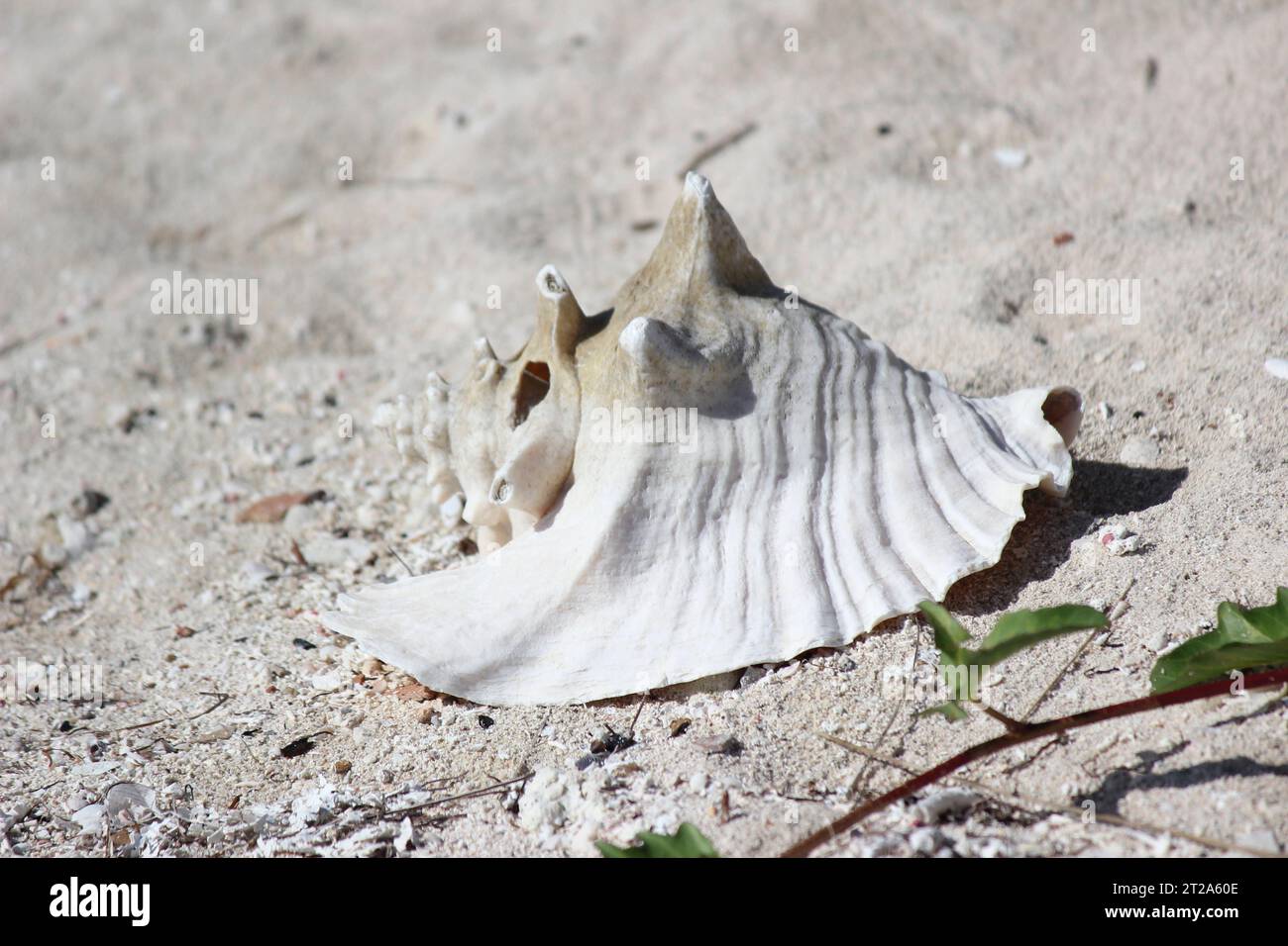 Empty Sea Shells, Seashells Or Shells From An Animal At The Beach Sea ...