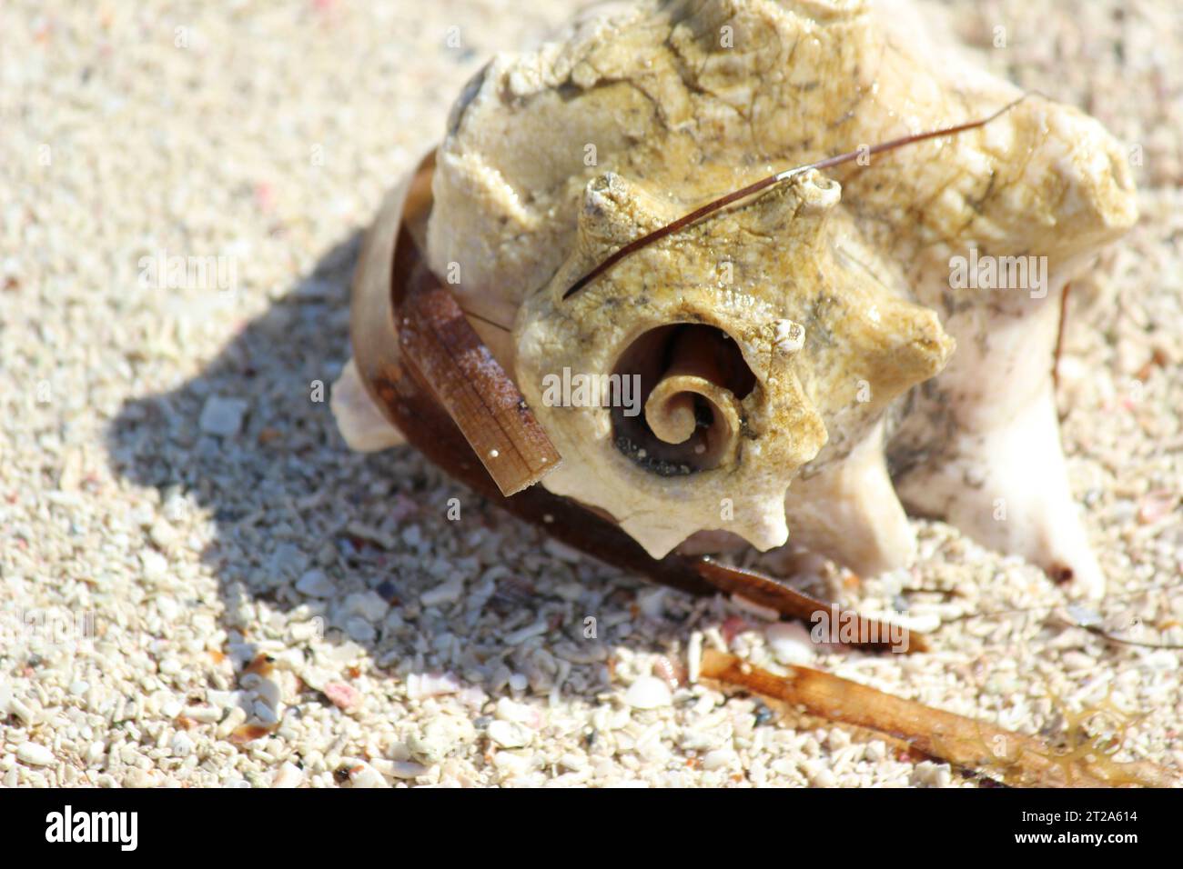 Empty Sea Shells, Seashells Or Shells From An Animal At The Beach Sea ...