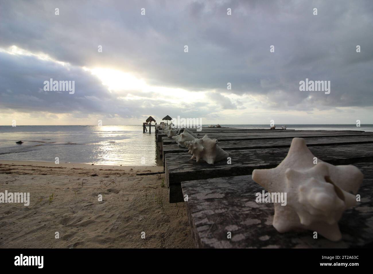 empty sea shells, seashells or shells from an animal at the beach sea ...