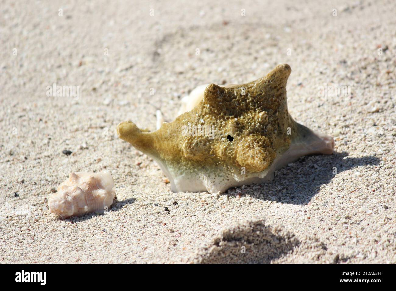 empty sea shells, seashells or shells from an animal at the beach sea ...