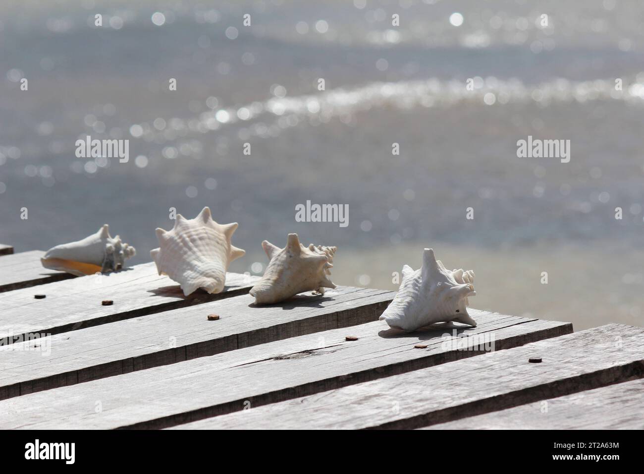 empty sea shells, seashells or shells from an animal at the beach sea ...