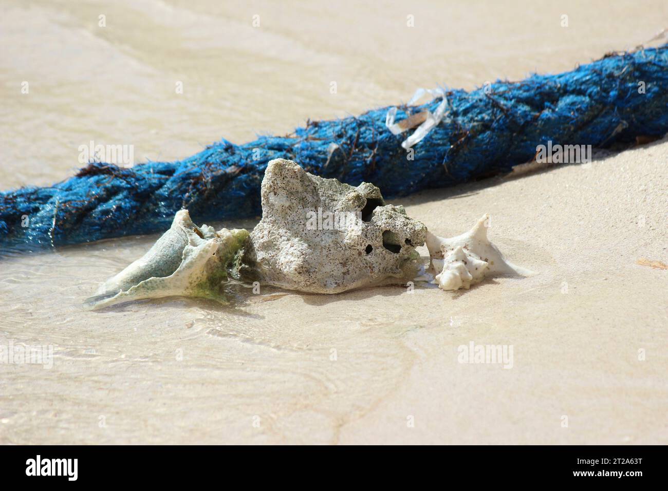 empty sea shells, seashells or shells from an animal at the beach sea ...