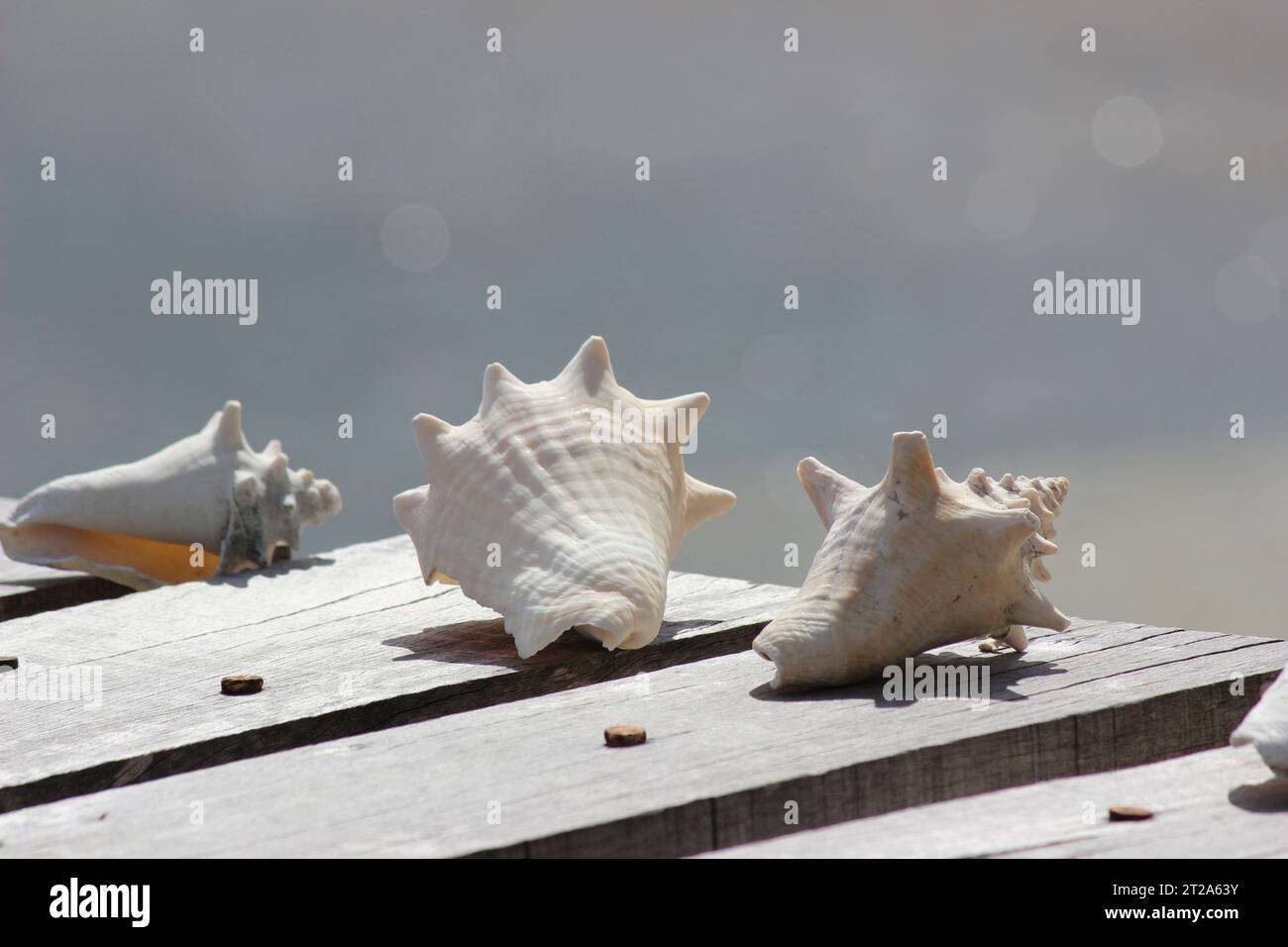 empty sea shells, seashells or shells from an animal at the beach sea ...