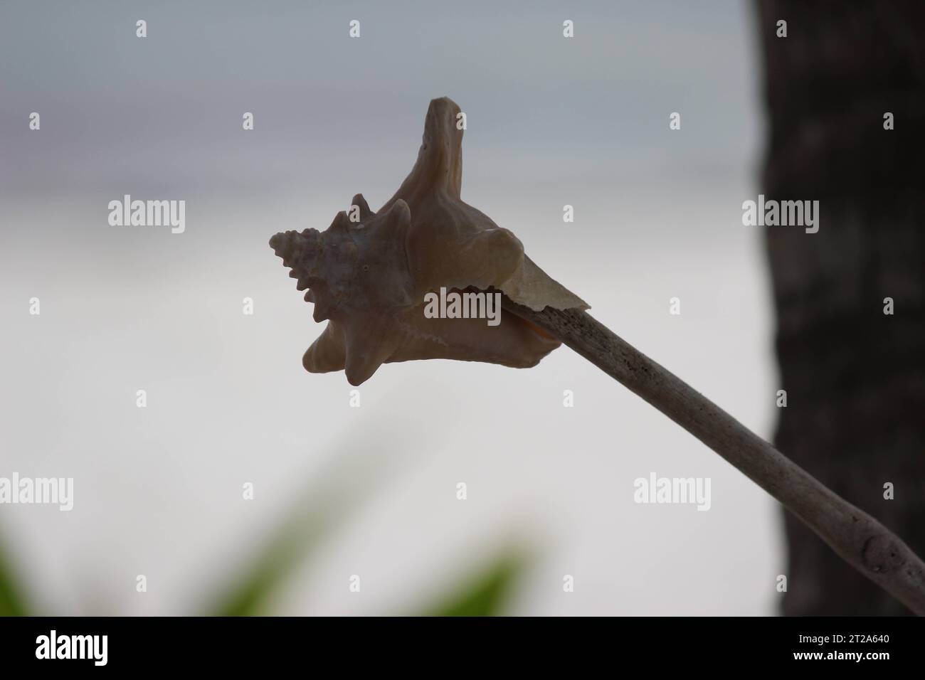 empty sea shells, seashells or shells from an animal at the beach sea ...
