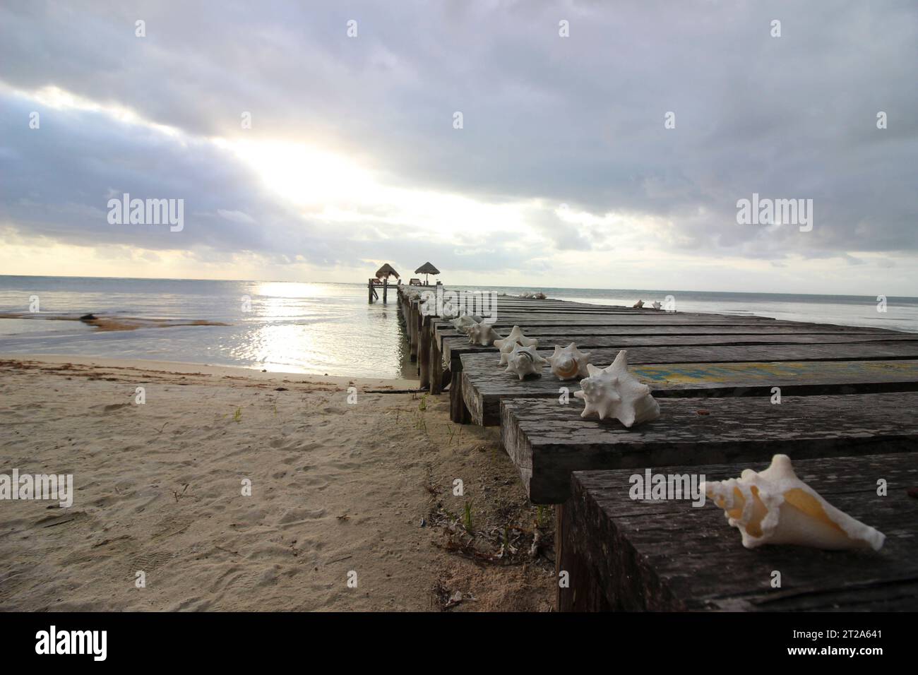empty sea shells, seashells or shells from an animal at the beach sea ...
