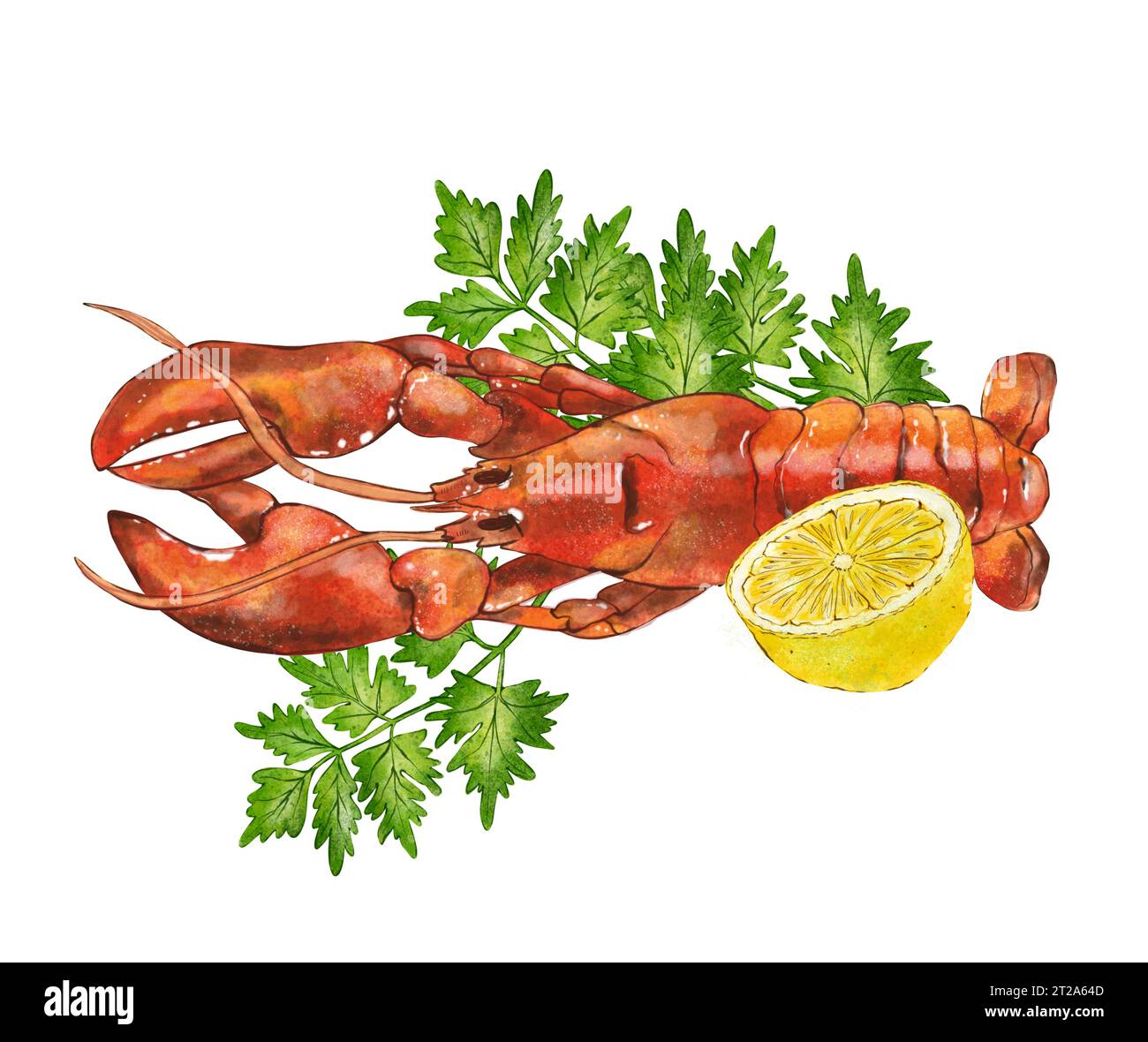 Watercolor seafood illustration, red lobster isolated on white ...