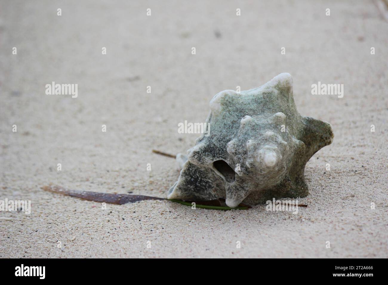 empty sea shells, seashells or shells from an animal at the beach sea ...