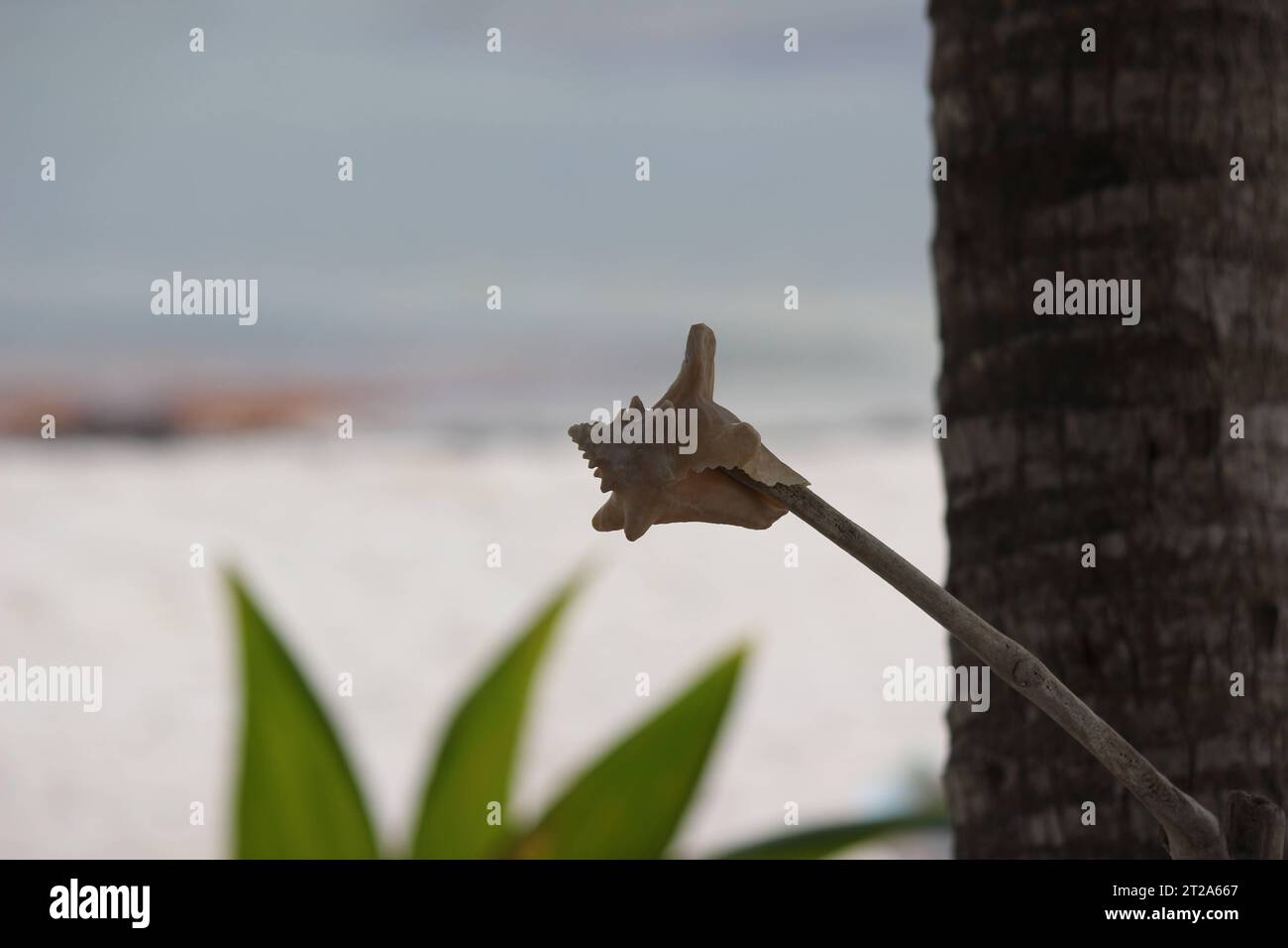 empty sea shells, seashells or shells from an animal at the beach sea ...