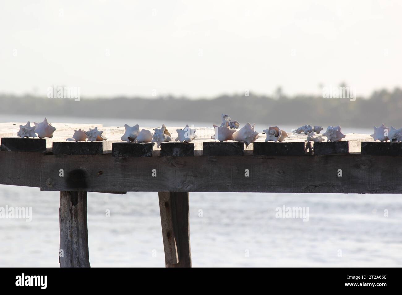 empty sea shells, seashells or shells from an animal at the beach sea ...