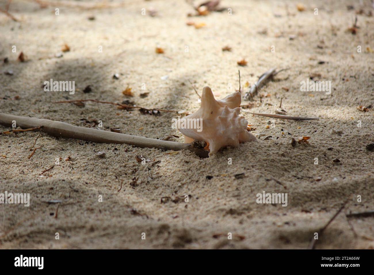 empty sea shells, seashells or shells from an animal at the beach sea ...