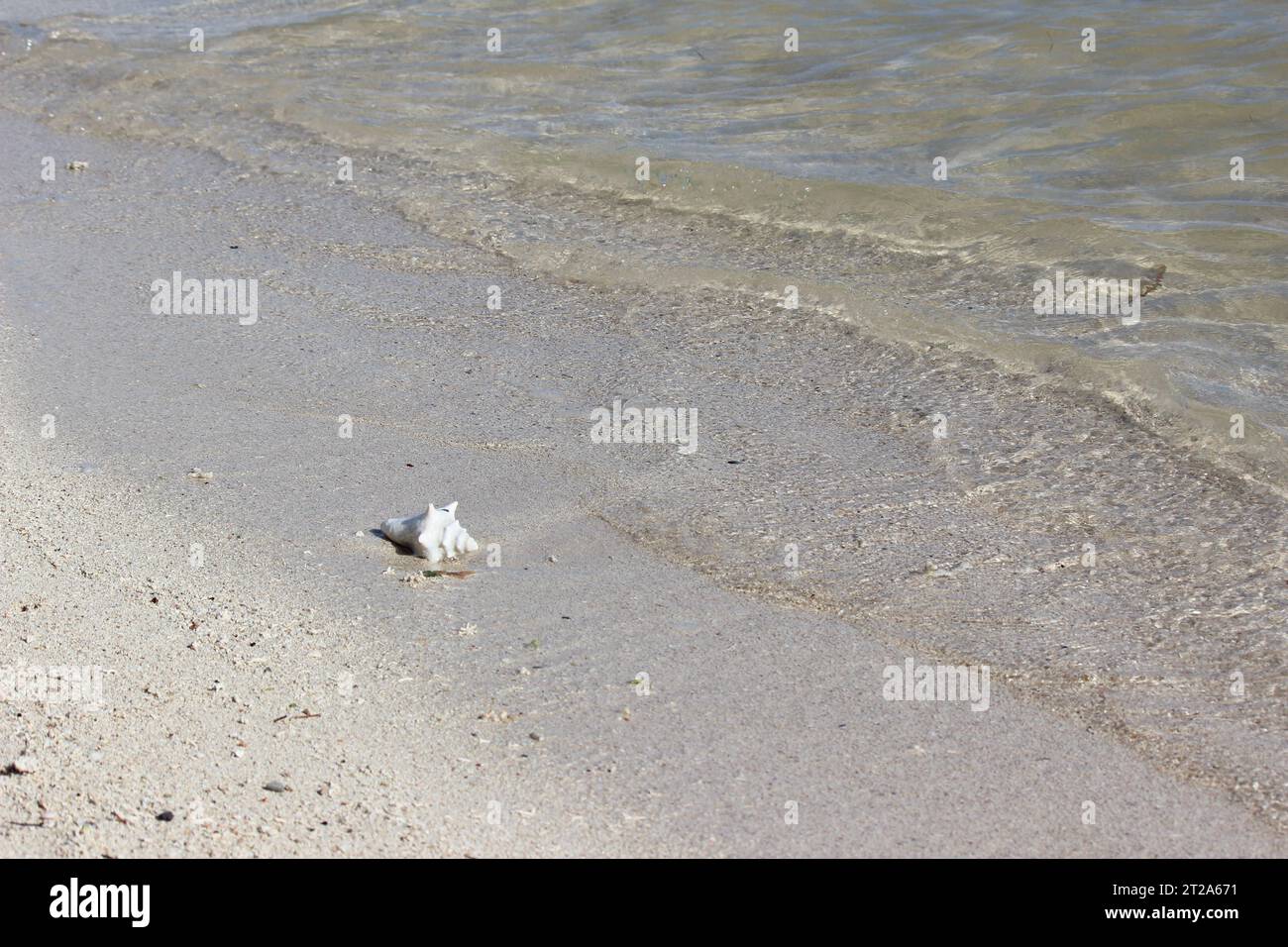 empty sea shells, seashells or shells from an animal at the beach sea ...