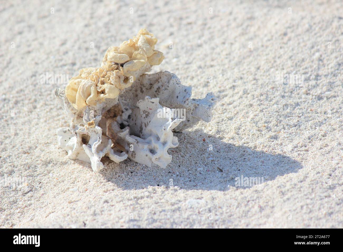 empty sea shells, seashells or shells from an animal at the beach sea ...