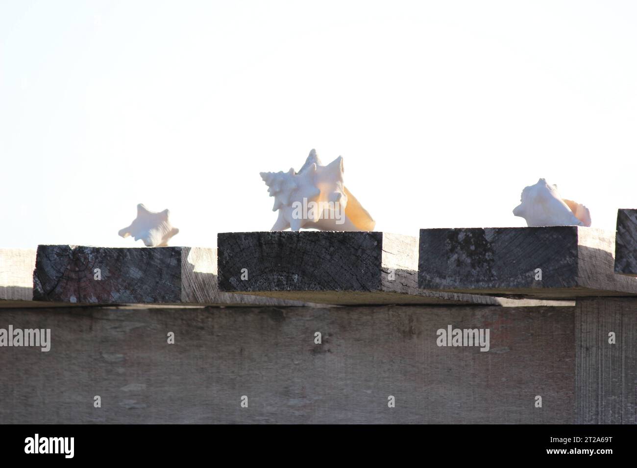 empty sea shells, seashells or shells from an animal at the beach sea ...