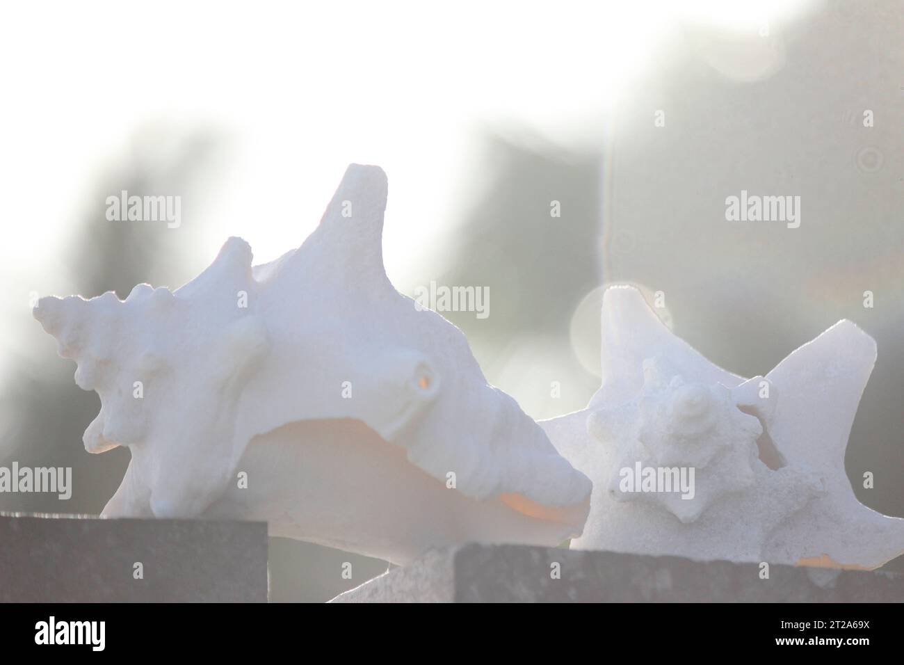 empty sea shells, seashells or shells from an animal at the beach sea ...