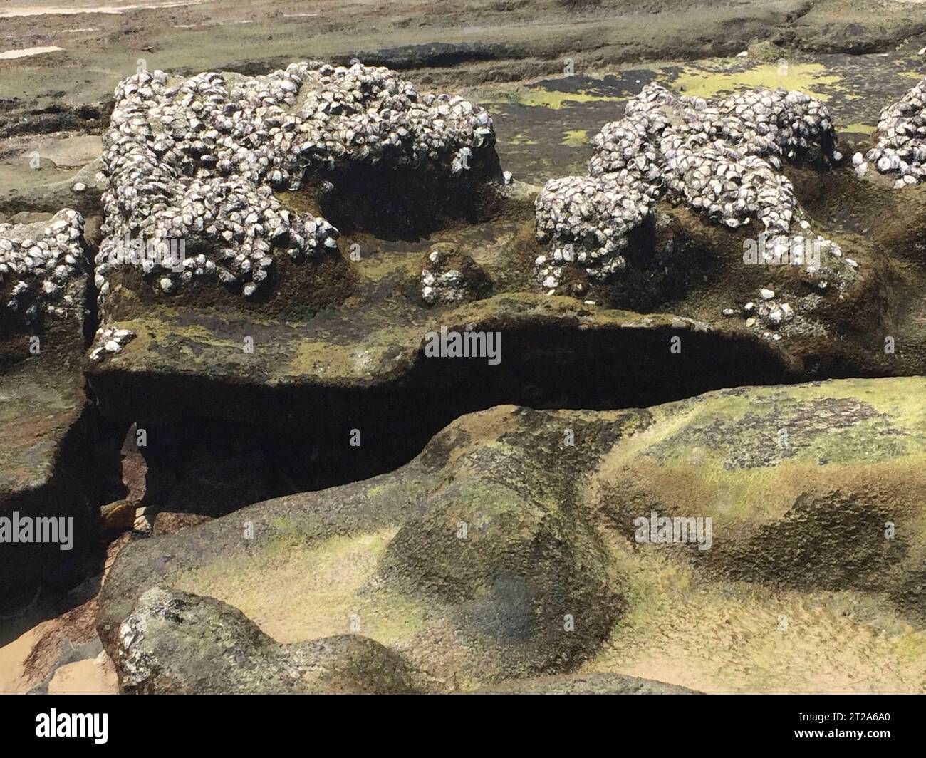 empty sea shells, seashells or shells from an animal at the beach sea ...