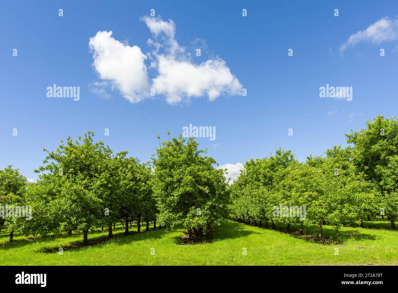 An orchard in the Blackdown Hills North Devon Coast National Landscape ...