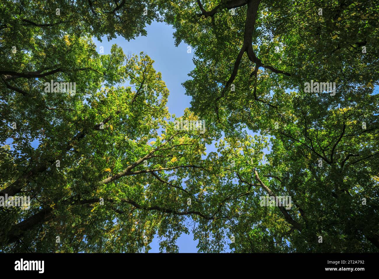 Linden trees in park, crown with clear blue sky. Early autumn. Sunny ...
