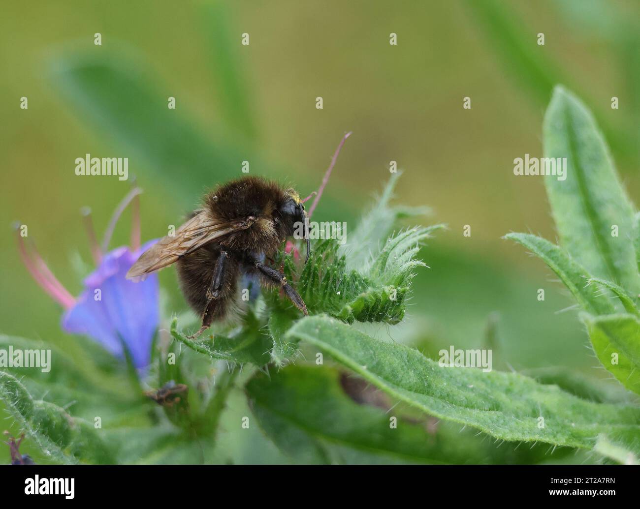 Black bumblebee on plant Stock Photo - Alamy