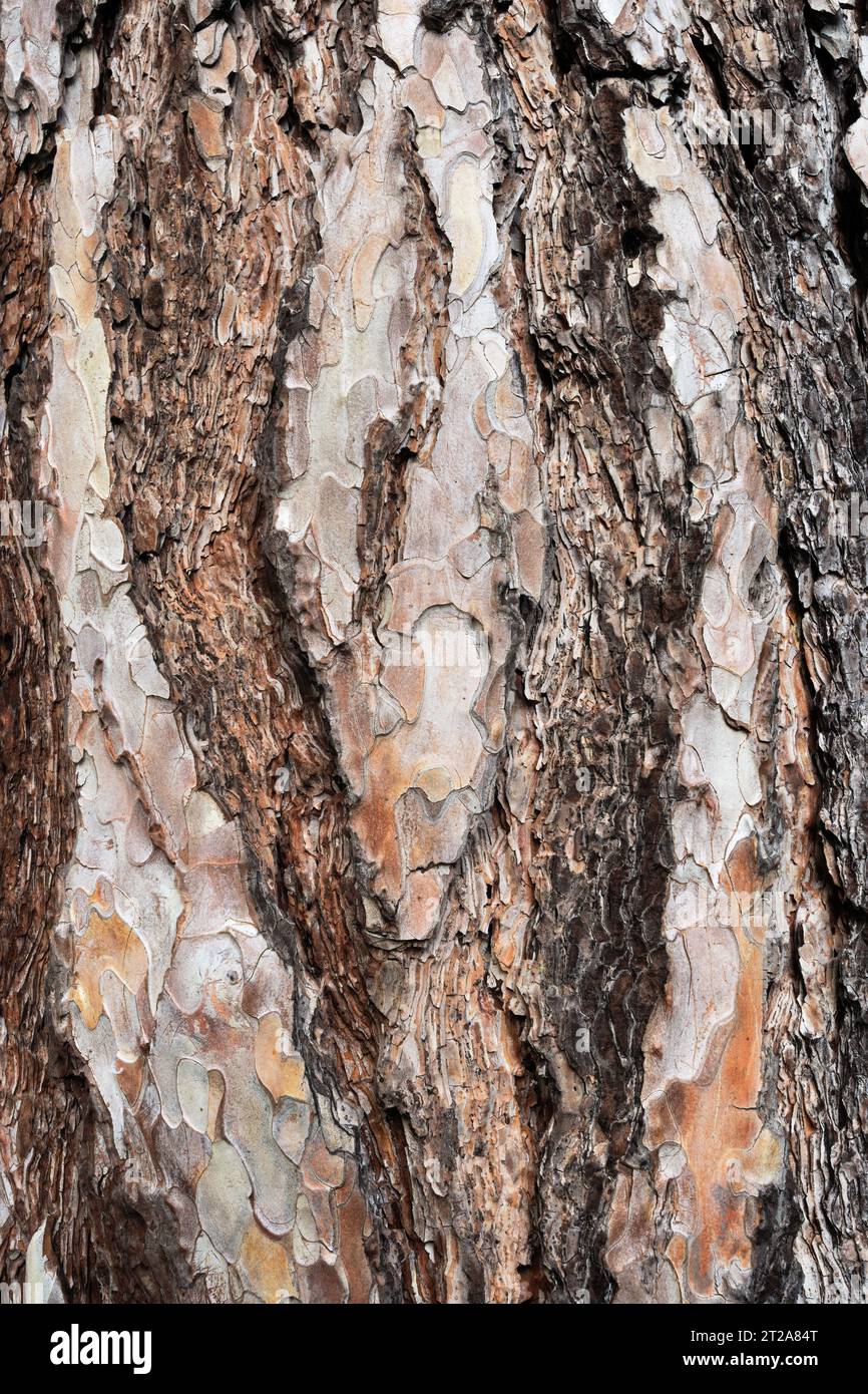 Pine tree bark, Pinus sylvestris texture, close up. European red pine ...