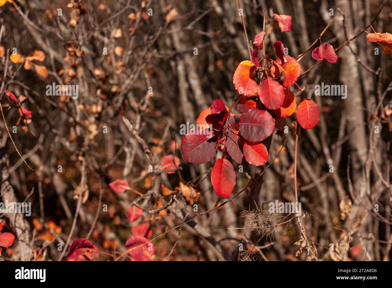 Close up of European smoke tree, Cotinus coggygria, Skocjanske Park ...