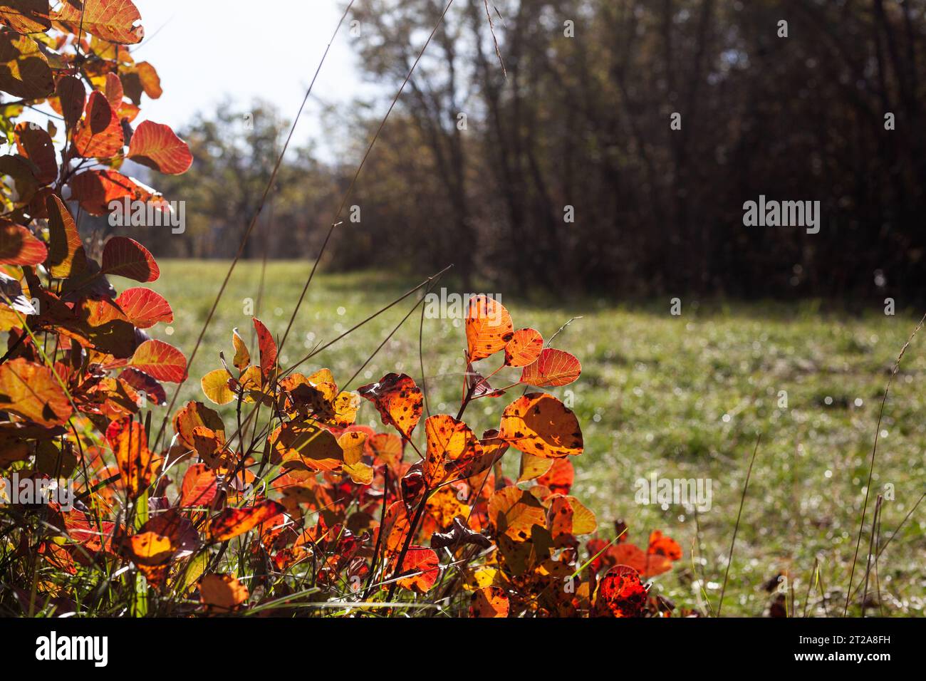 Close up of European smoke tree, Cotinus coggygria, Skocjanske Park ...