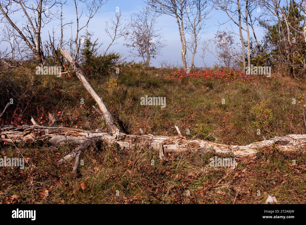 Fallen tree stump lying hi-res stock photography and images - Alamy