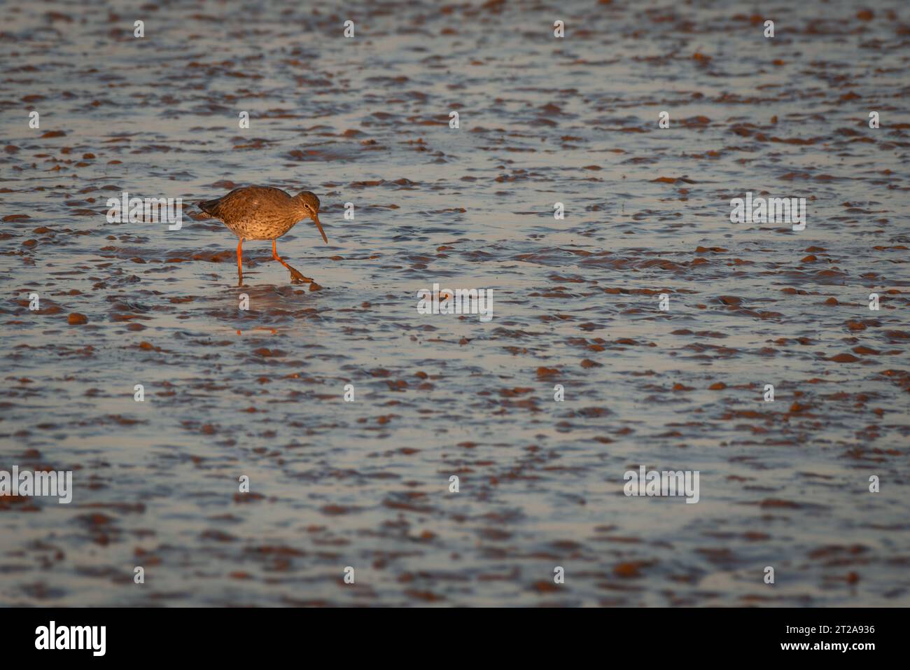 Bird on mudflat hi-res stock photography and images - Alamy