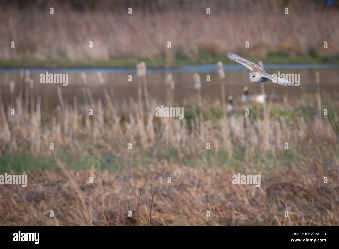 Hunting barn Owl over wetland Stock Photo - Alamy