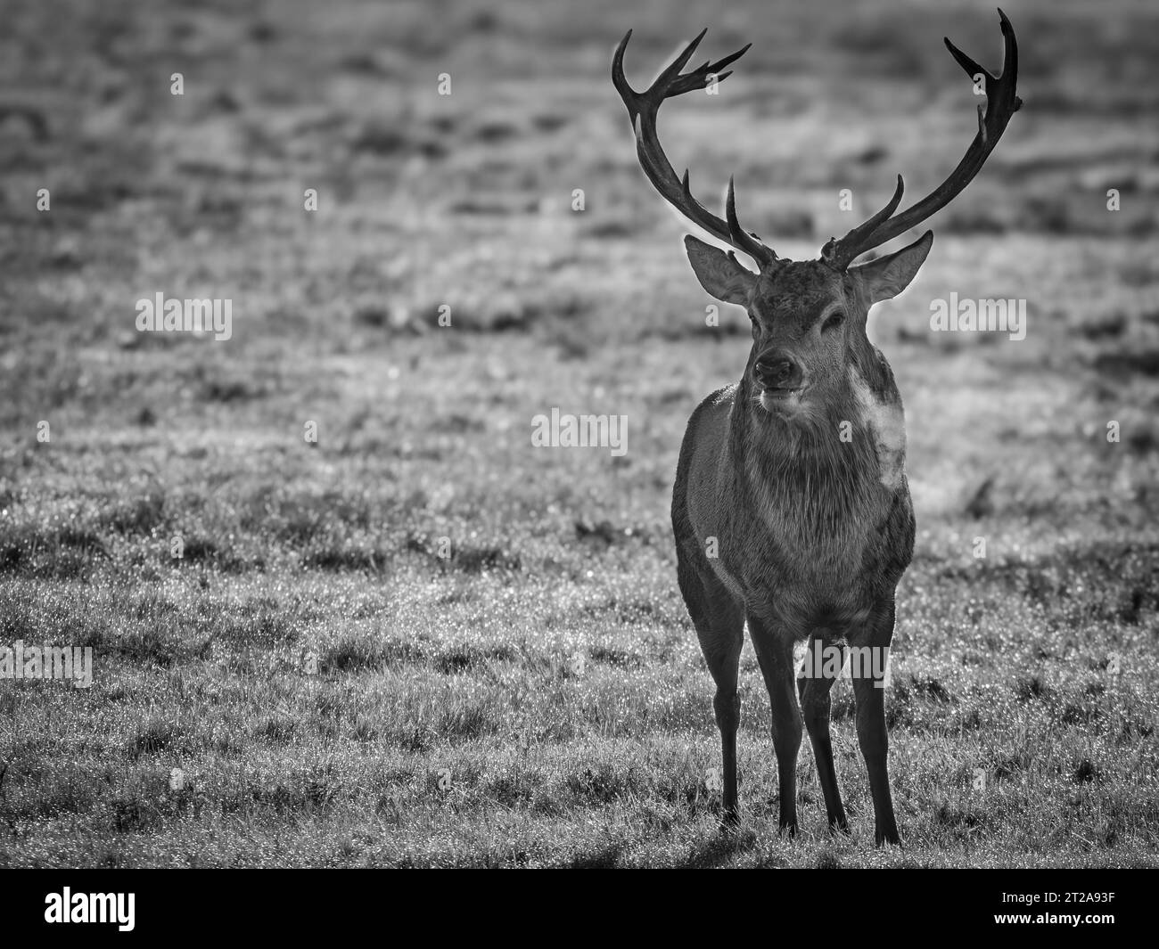Deer facing camera Black and White Stock Photos & Images - Alamy