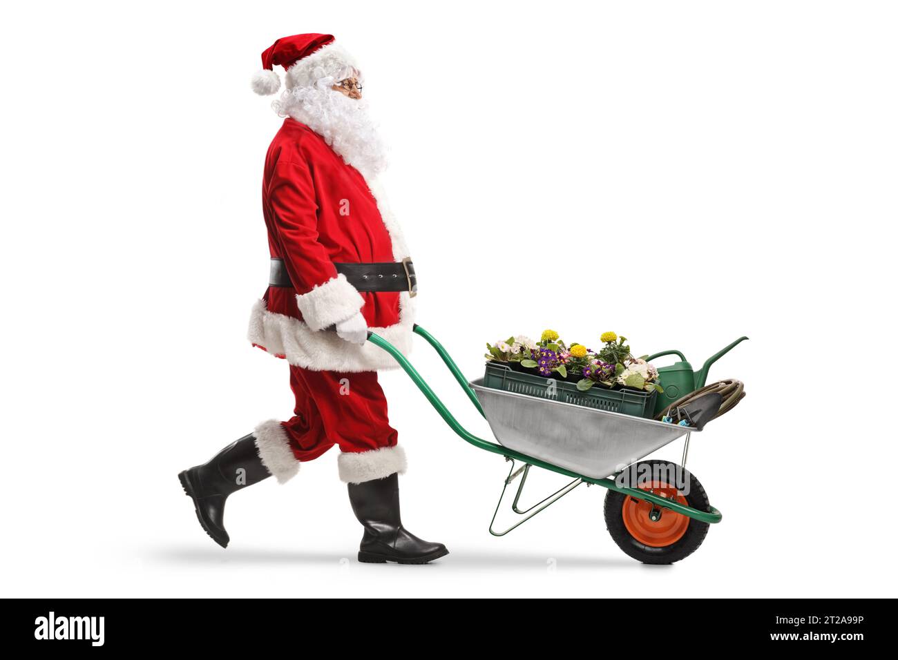 Santa claus walking and pushing plants in a wheelbarrow isolated on ...