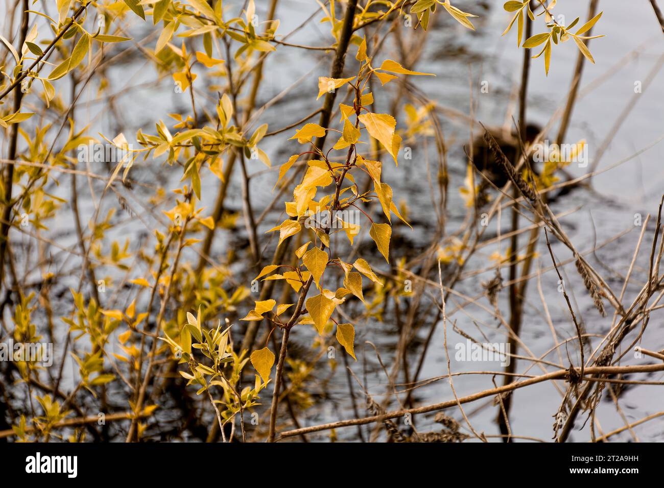 Image of a tree twig with yellow leaves over water Stock Photo - Alamy