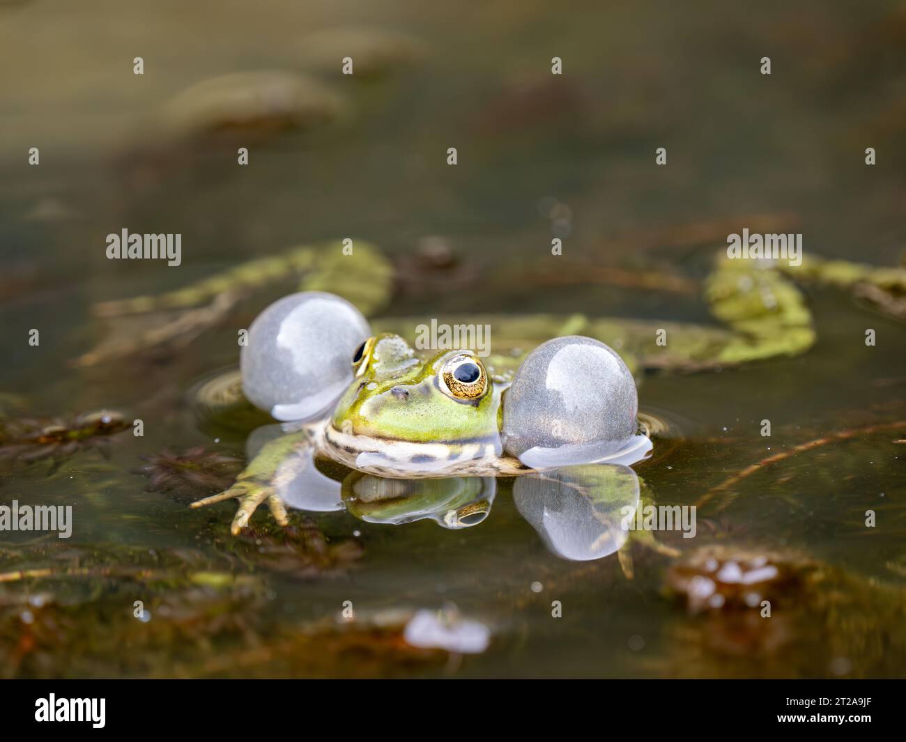Singing marsh frog hi-res stock photography and images - Alamy