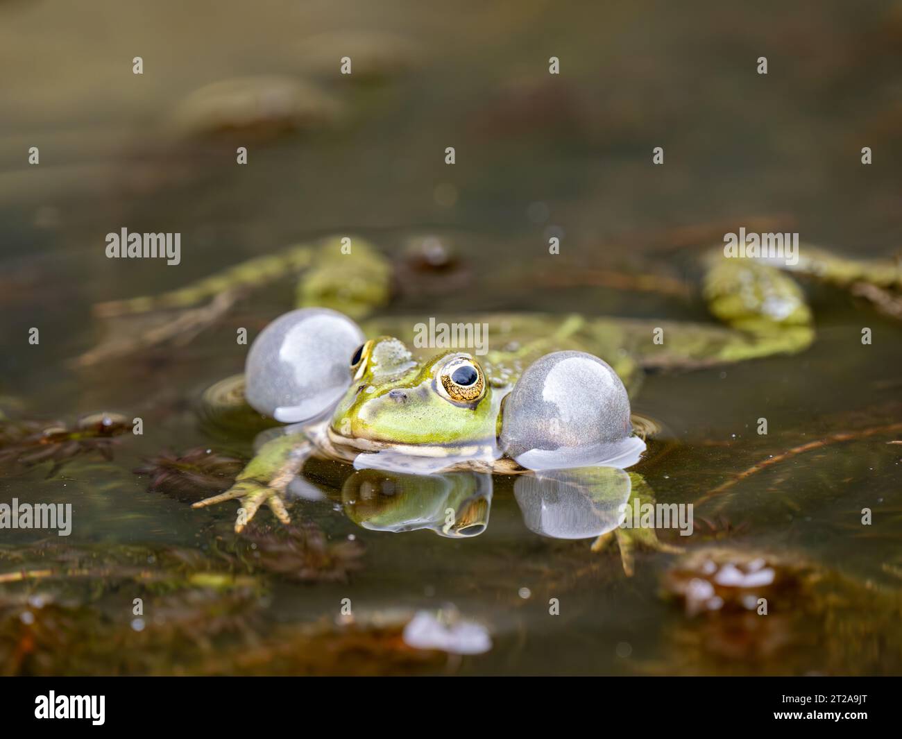 Singing marsh frog hi-res stock photography and images - Alamy