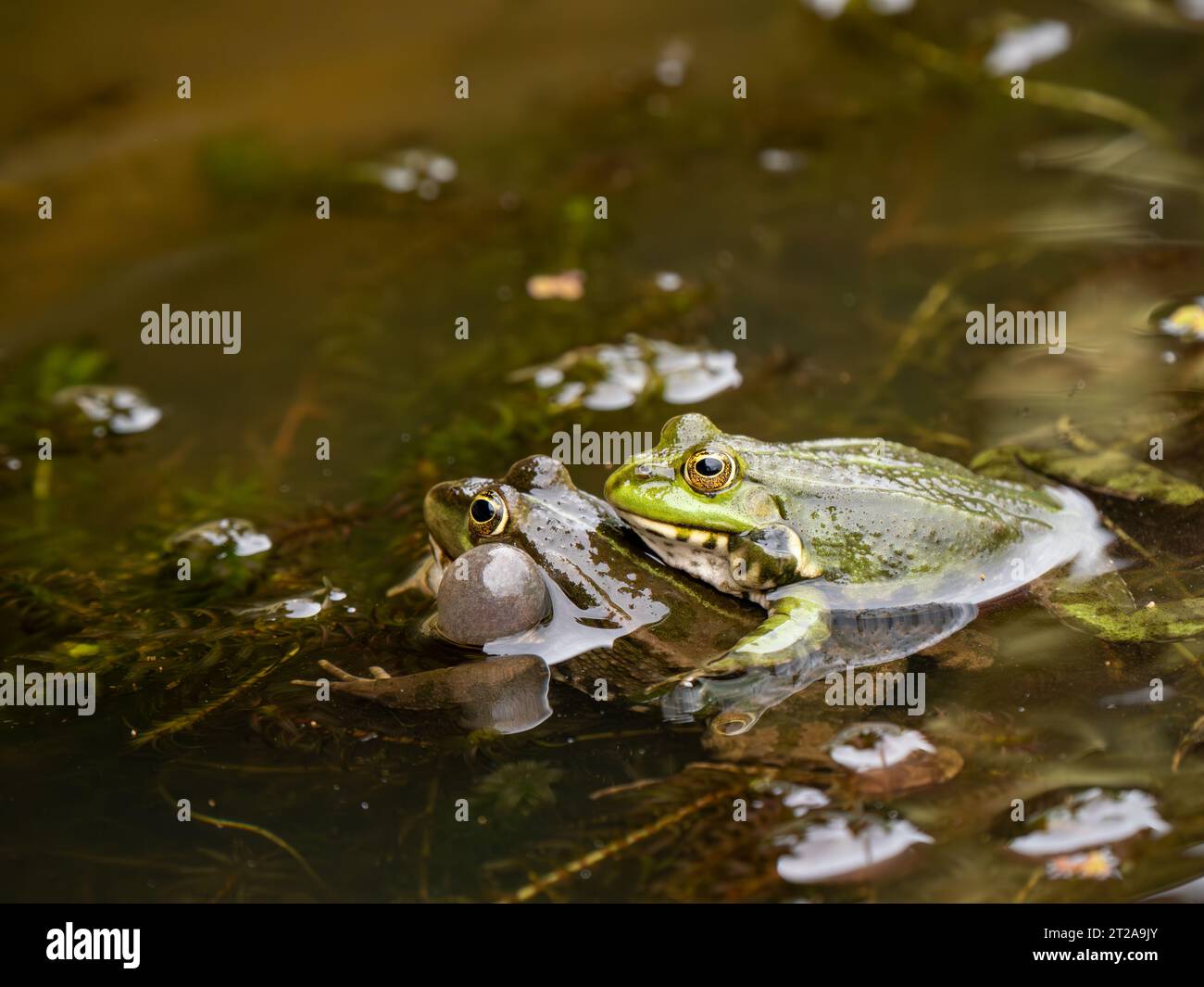 Singing marsh frog hi-res stock photography and images - Alamy