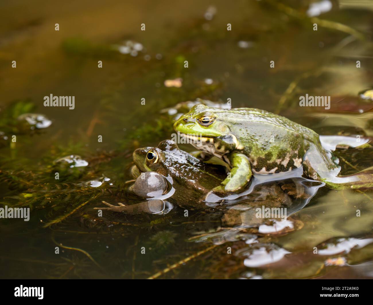 Singing marsh frog hi-res stock photography and images - Alamy