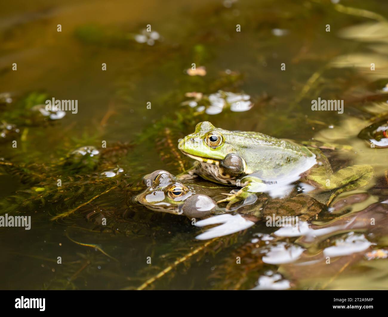 Singing marsh frog hi-res stock photography and images - Alamy