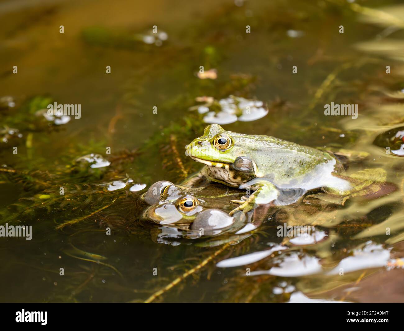 Singing marsh frog hi-res stock photography and images - Alamy