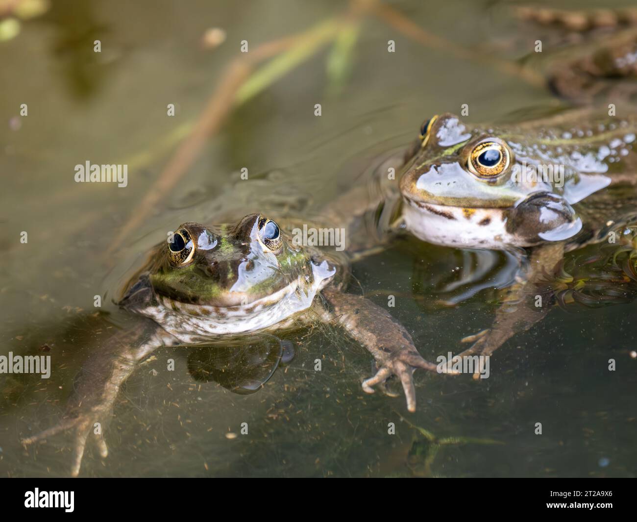Singing marsh frog hi-res stock photography and images - Alamy