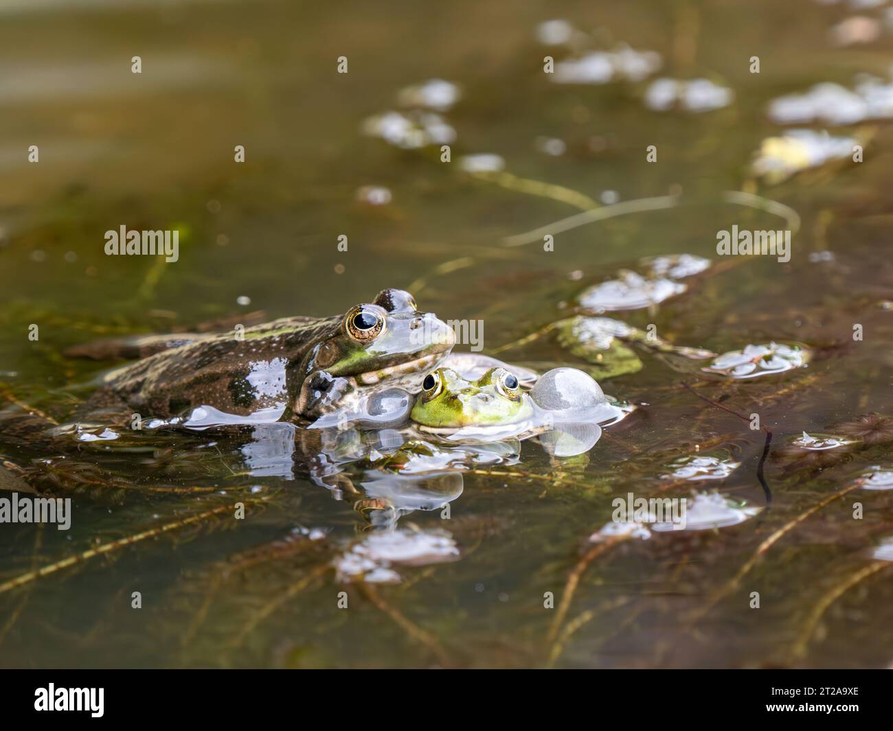 Singing marsh frog hi-res stock photography and images - Alamy