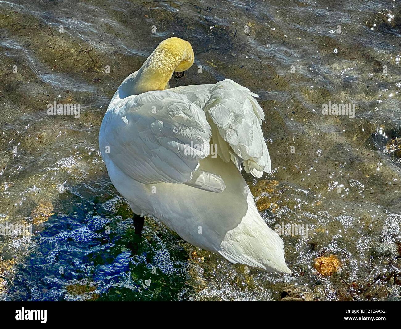 Swans mate for life and are an amazing species Stock Photo - Alamy