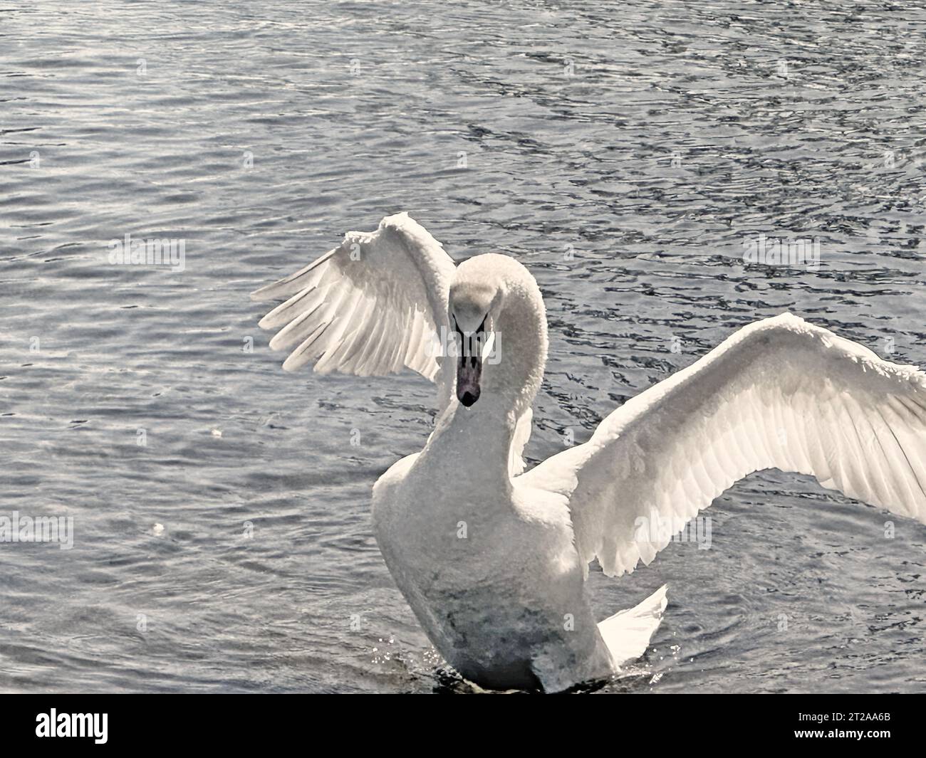 Swans mate for life and are an amazing species Stock Photo - Alamy
