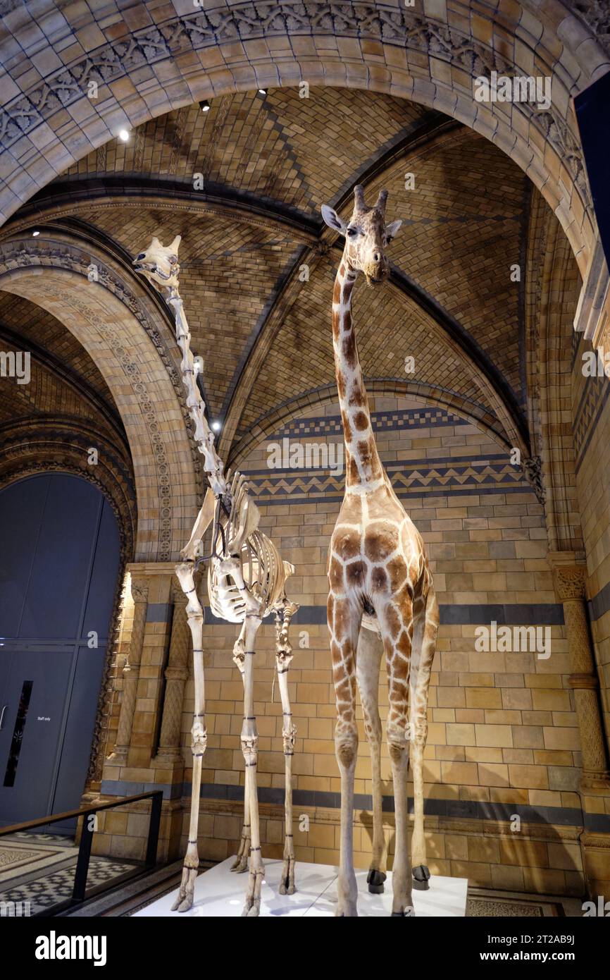 Skeleton of a giraffe at the Natural History Museum in London. 10 ...