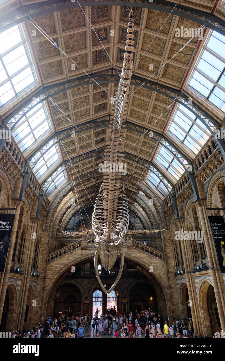 Blue Whale Skeleton In The Main Hall Of The Natural History Museum Of