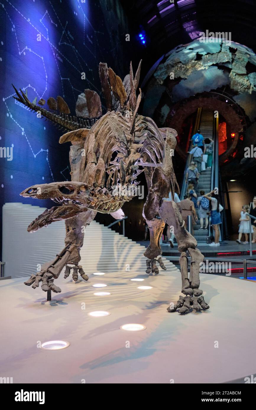 Dinosaur skeleton at the Natural History Museum in London. 10 October ...