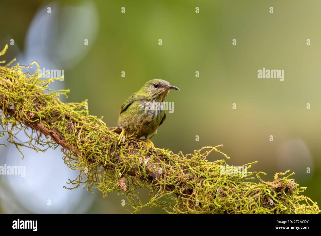 Shining honeycreeper (Cyanerpes lucidus) female, small bird in the ...